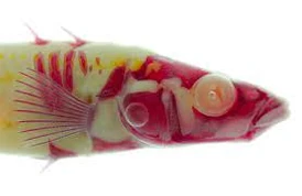 SCP-1092 | Wiki Fundação SCP | Fandom