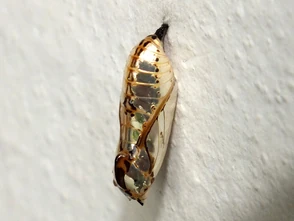 SCP-1641 | Wiki Fundação SCP | Fandom