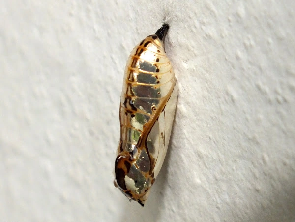 SCP-1641 | Wiki Fundação SCP | Fandom