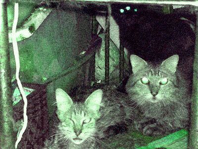 SCP-511 | Wiki Fundação SCP | Fandom