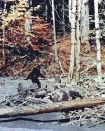 SCP-1000 | Wiki Fundação SCP | Fandom