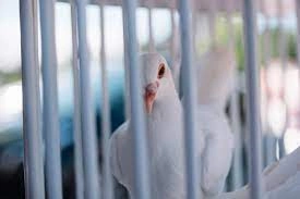 SCP-035-PT | Wiki Fundação SCP | Fandom