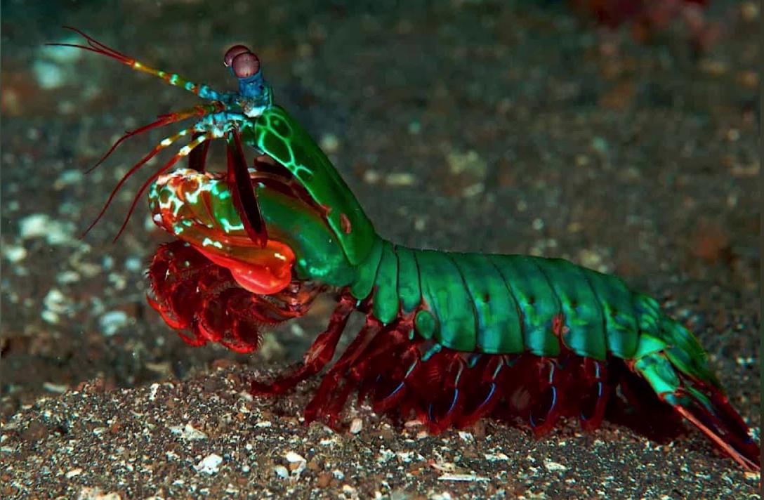 SCP-1569 | Wiki Fundação SCP | Fandom