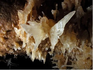 SCP-553 | Wiki Fundação SCP | Fandom