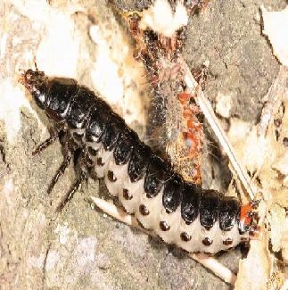 SCP-1349 | Wiki Fundação SCP | Fandom