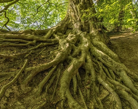 SCP-1512 | Wiki Fundação SCP | Fandom