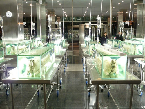 SCP-730 | Wiki Fundação SCP | Fandom