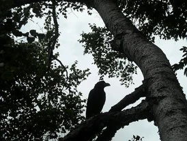 SCP-1428 | Wiki Fundação SCP | Fandom