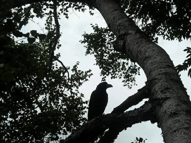 SCP-1428 | Wiki Fundação SCP | Fandom