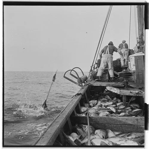 SCP-1767 | Wiki Fundação SCP | Fandom