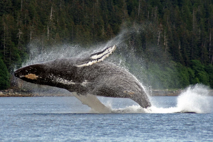 SCP-725 | Wiki Fundação SCP | Fandom