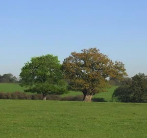 SCP-1710 | Wiki Fundação SCP | Fandom