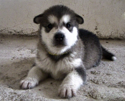 SCP-1424 | Wiki Fundação SCP | Fandom