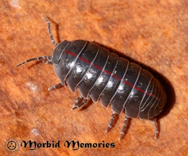 SCP-400 | Wiki Fundação SCP | Fandom