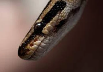 SCP-038-PT | Wiki Fundação SCP | Fandom