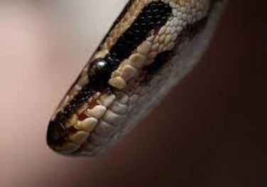 SCP-038-PT | Wiki Fundação SCP | Fandom