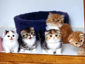 SCP-2558-J | Wiki Fundação SCP | Fandom