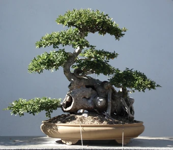 SCP-1816 | Wiki Fundação SCP | Fandom