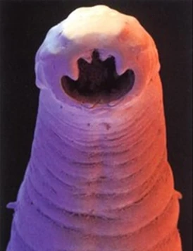 SCP-1280 | Wiki Fundação SCP | Fandom