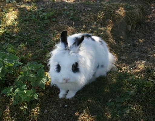 SCP-524 | Fundação SCP Wiki | Fandom