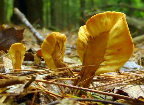 Spathularia flavida | Fungi Wiki | Fandom