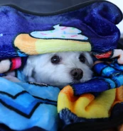 Alven/Gallery | ItsFunneh Wikia | Fandom