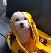 Alven/Gallery | ItsFunneh Wikia | Fandom