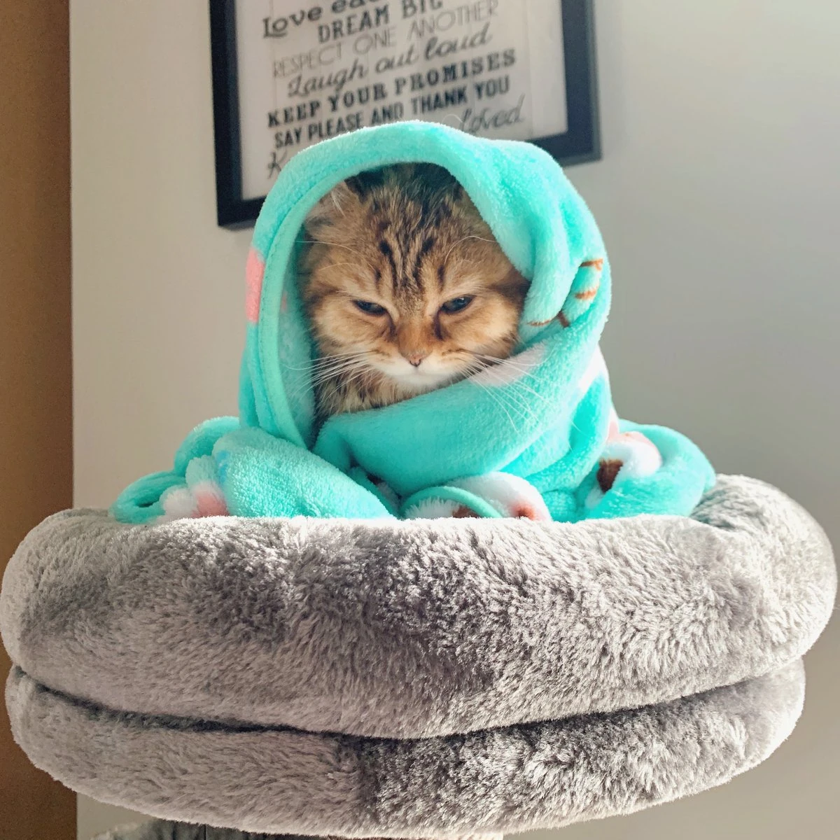 Kiaria/Gallery | ItsFunneh Wikia | Fandom