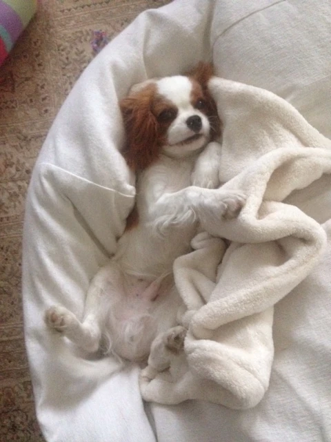 Milo | Funnyanimals Wiki | Fandom