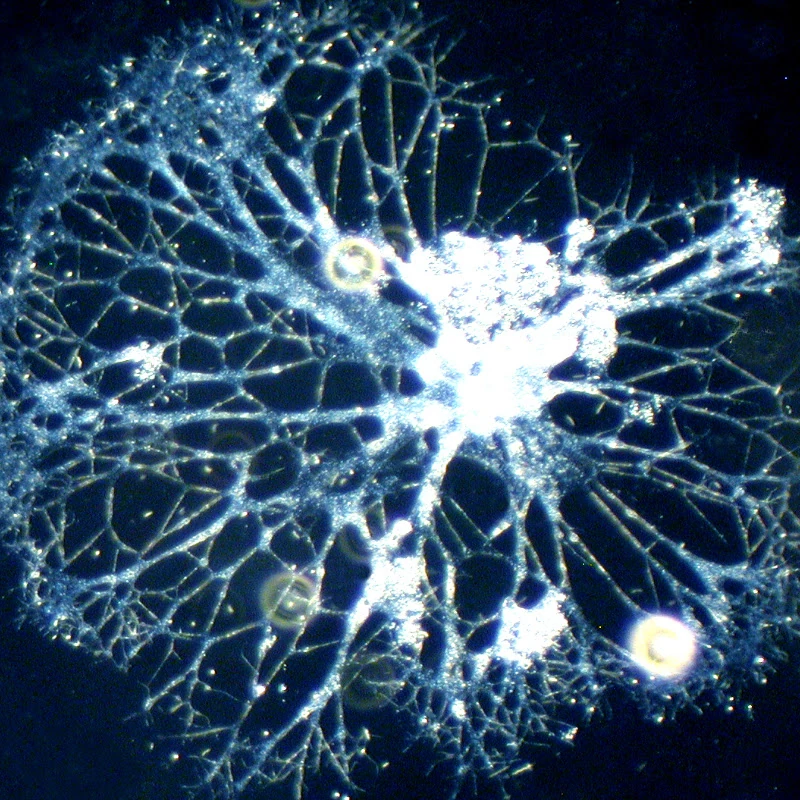 Amoeba Lab | FunVideoTV Wiki | Fandom