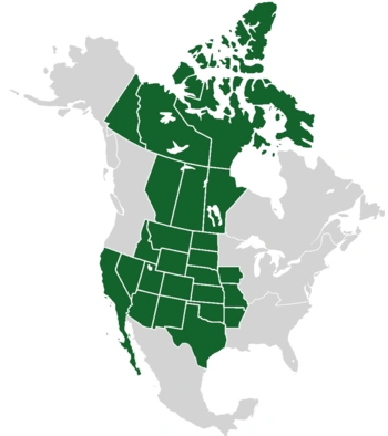 Allied States of America | Furious Wiki | Fandom