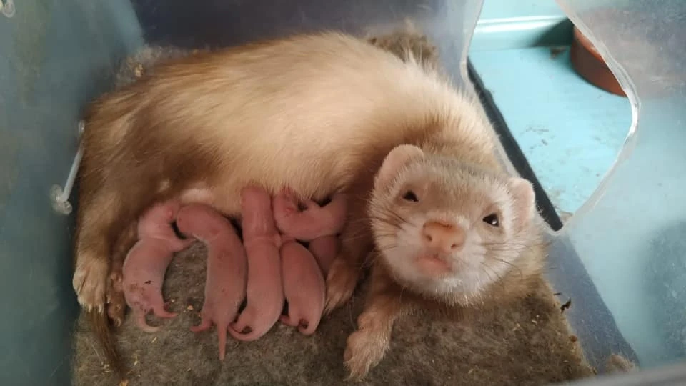 Ferret development stages | Wiki Furopedia | Fandom