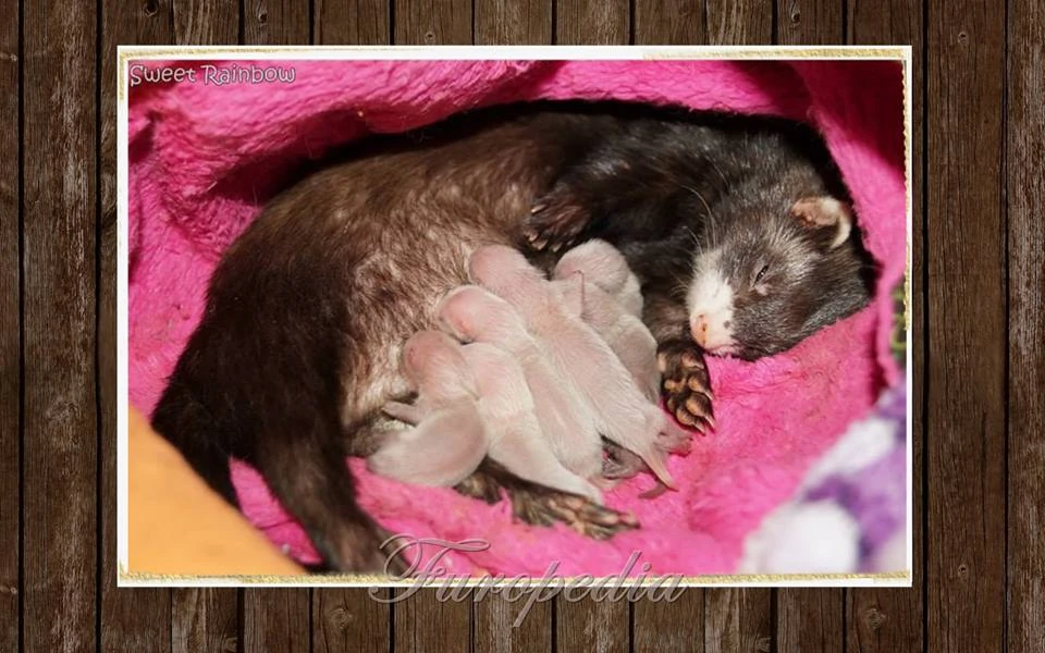 Hurones Bebes Recien Nacidos Nuevos Hurones Bebes : R/ferrets