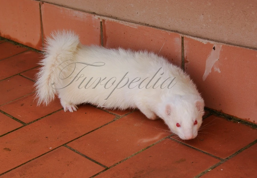 Directorio de cacas con dieta natural | Wiki Furopedia | Fandom