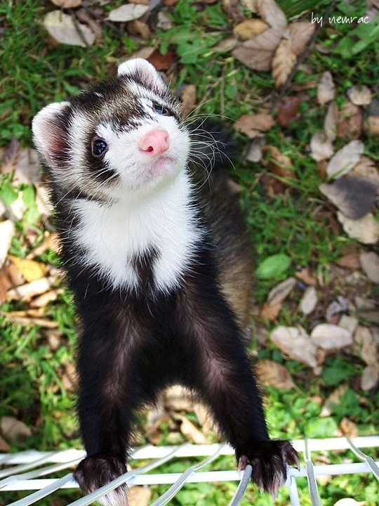 Antes de tener un hurón, conócelo | Wiki Furopedia | Fandom