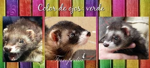 La visión en los hurones y enfermedades oculares | Wiki Furopedia | Fandom