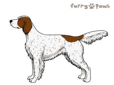 English Setter | Furry-Paws Wiki | Fandom