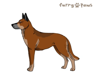 Carolina Dog | Furry-Paws Wiki | Fandom