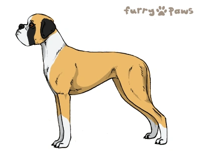 Boxer | Furry-Paws Wiki | Fandom