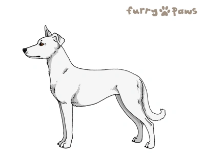 Africanis | Furry-Paws Wiki | Fandom