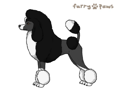 Standard Poodle | Furry-Paws Wiki | Fandom