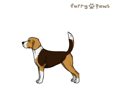 Beagle | Furry-Paws Wiki | Fandom