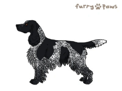 English Springer Spaniel | Furry-Paws Wiki | Fandom