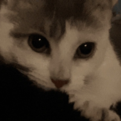 VDawg | Fusion Frenzy Wiki | Fandom