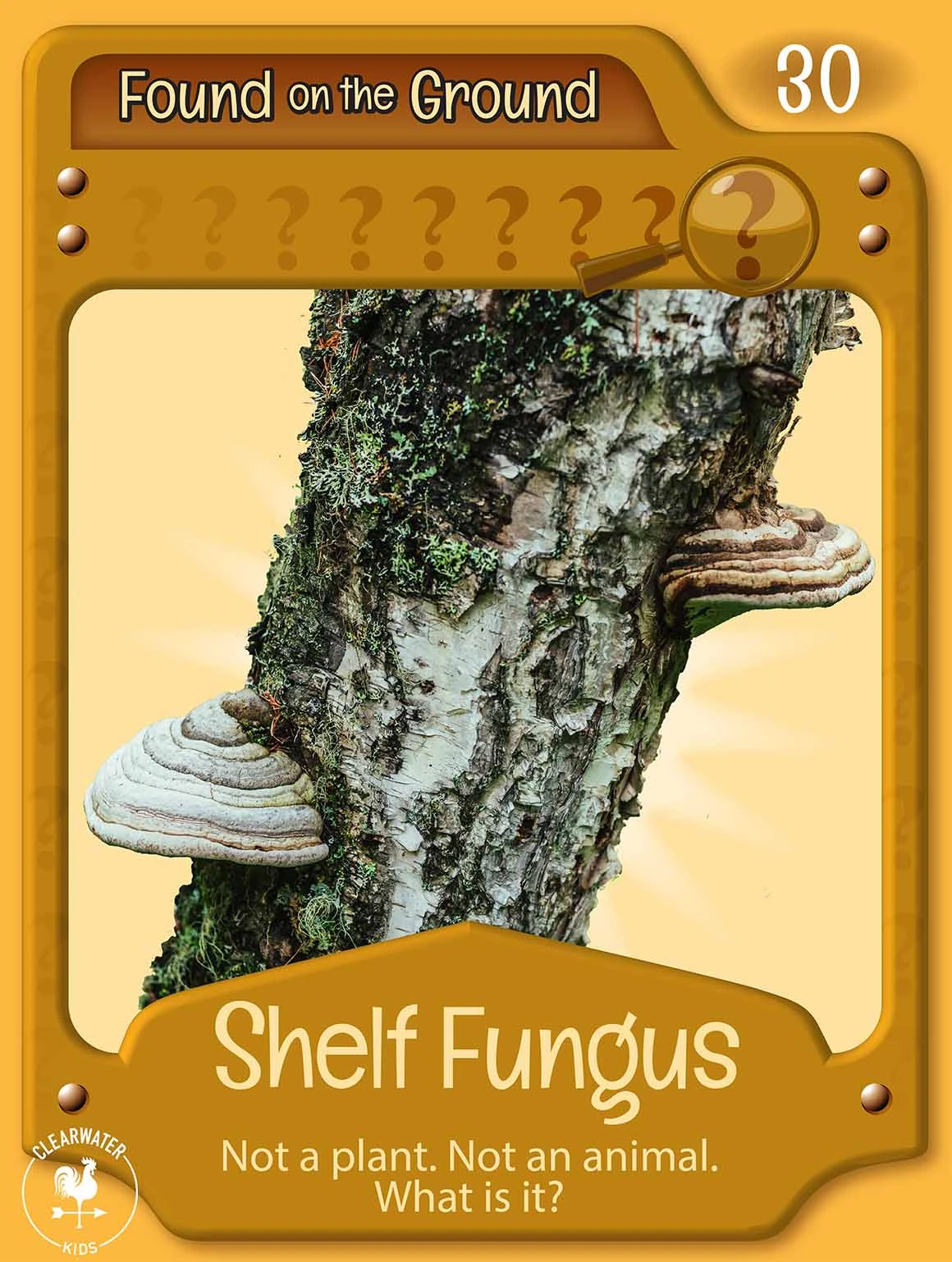 Shelf Fungus | Future Chicken Wiki | Fandom