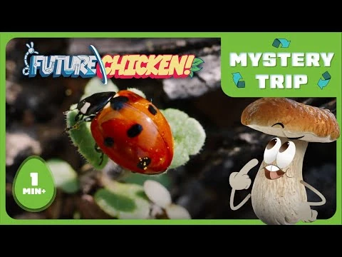 Ladybug Life Cycle | Future Chicken Wiki | Fandom