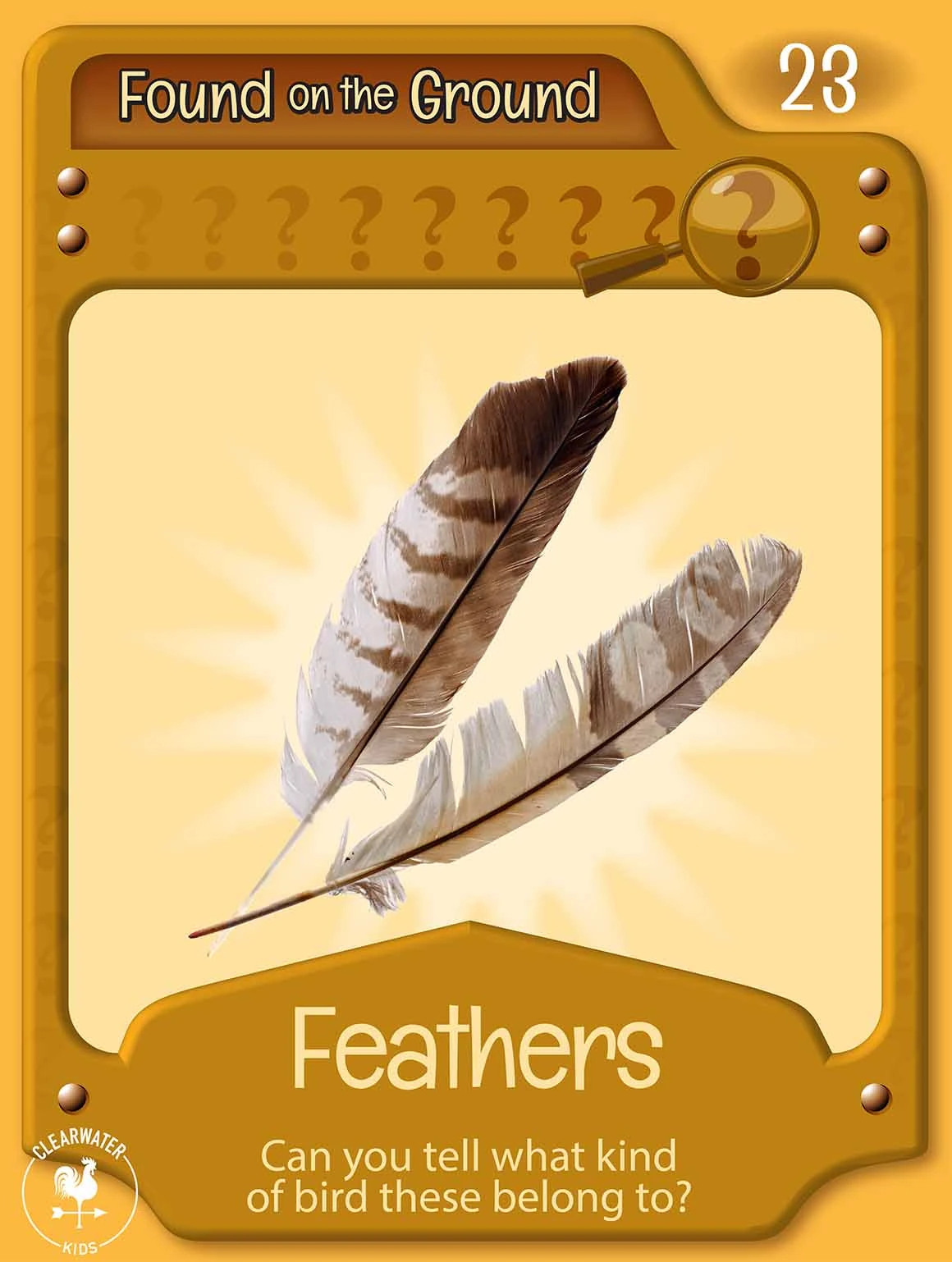 Feathers | Future Chicken Wiki | Fandom