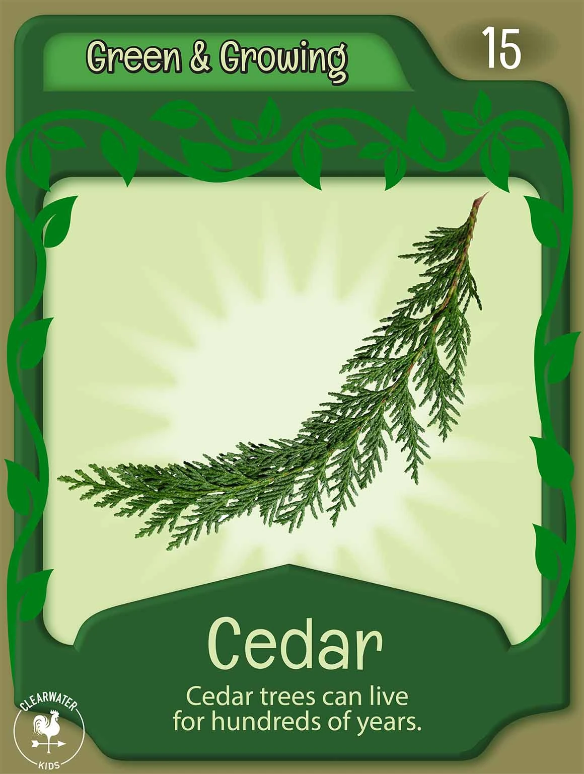 Cedar | Future Chicken Wiki | Fandom