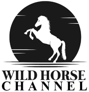 Adult Network/Logo History | Future Ideas Wiki | Fandom