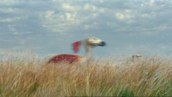 Carakiller | The Future Is Wild Wiki | Fandom